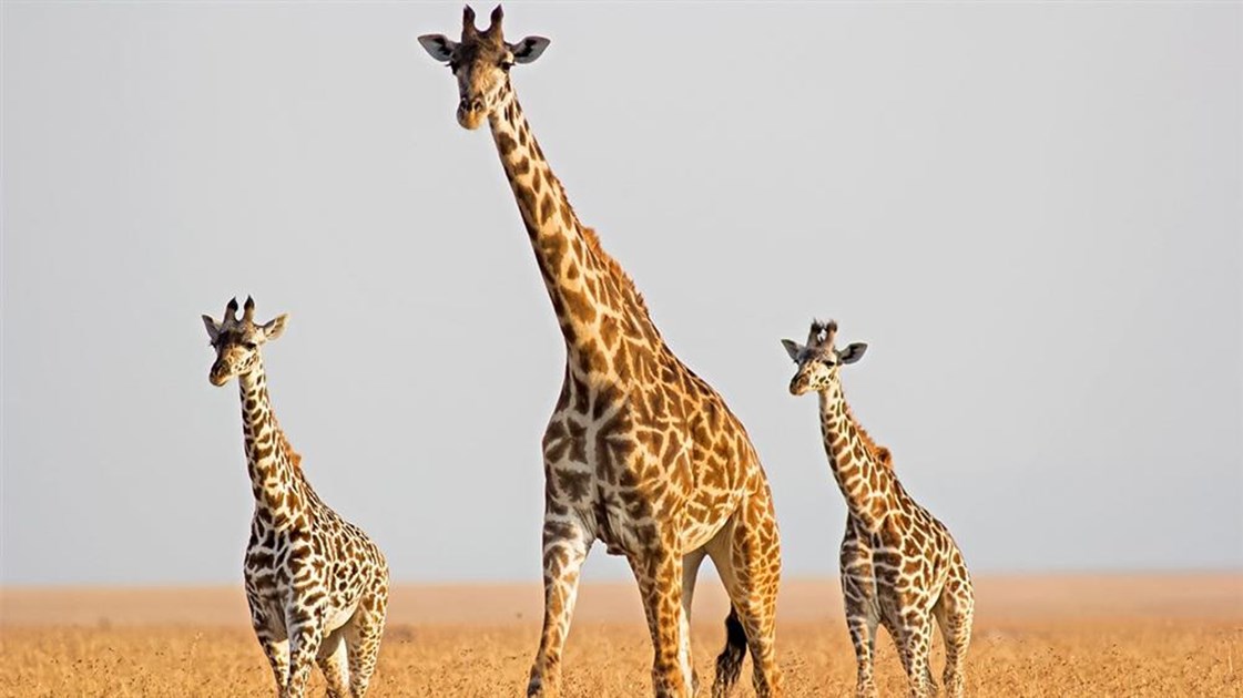 Hannah At The Tipsy Giraffe Is Fundraising For Giraffe Conservation