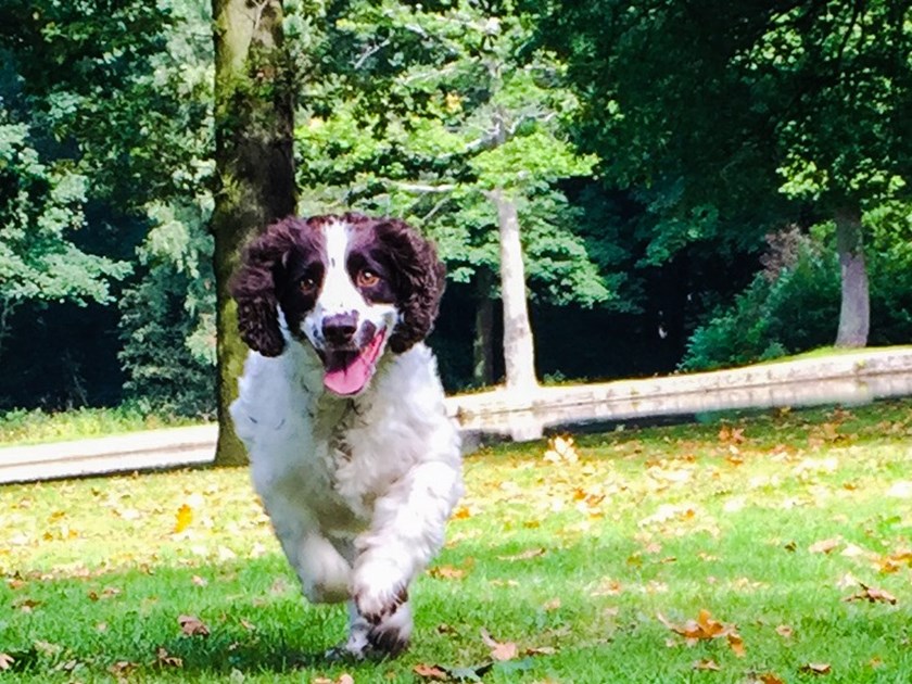 Kaley Howland-Smith is fundraising for Battersea