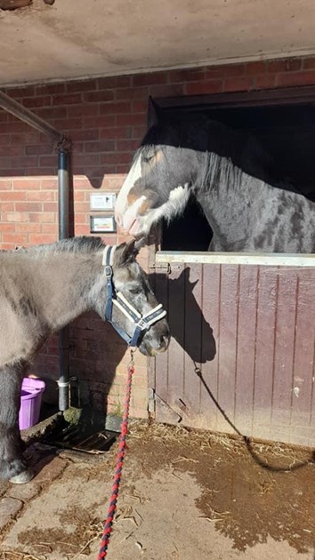 Lorna Gillespie is fundraising for Riding for the Disabled Association ...