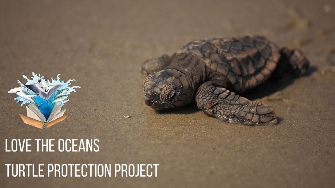 Turtle Protection Project - JustGiving
