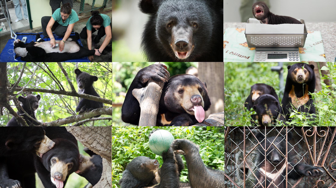 Joann Vale is fundraising for Free The Bears UK