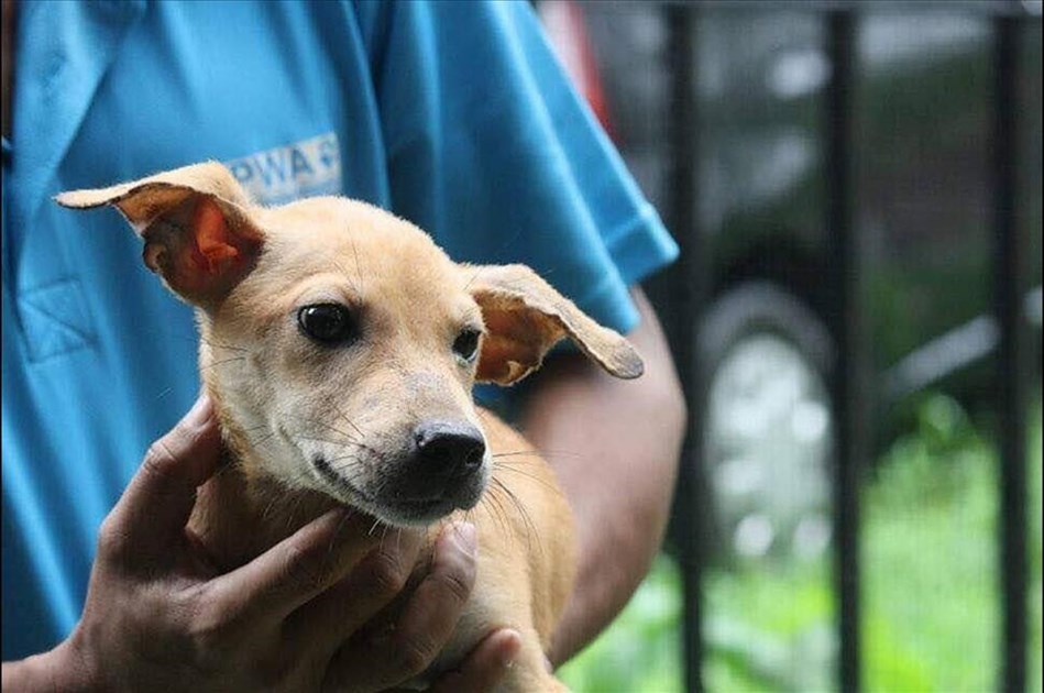 Lucy Gavaghan is fundraising for International Aid for the Protection ...