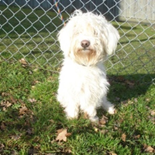 Angela Devlin is fundraising for Battersea