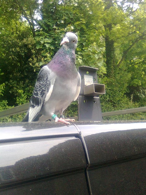 Pat Hennessy is fundraising for MS Therapy Centre at Bristol