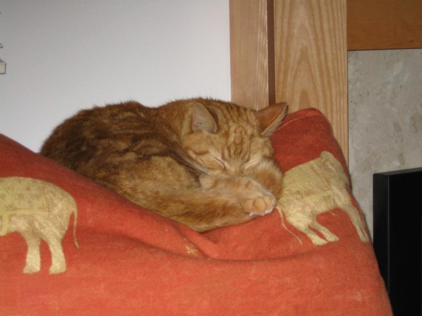 Lucy Mold is fundraising for PDSA