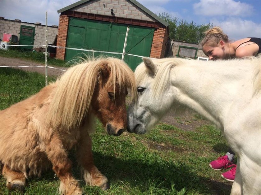 Gary Oakes is fundraising for The Healing Horse sanctuary