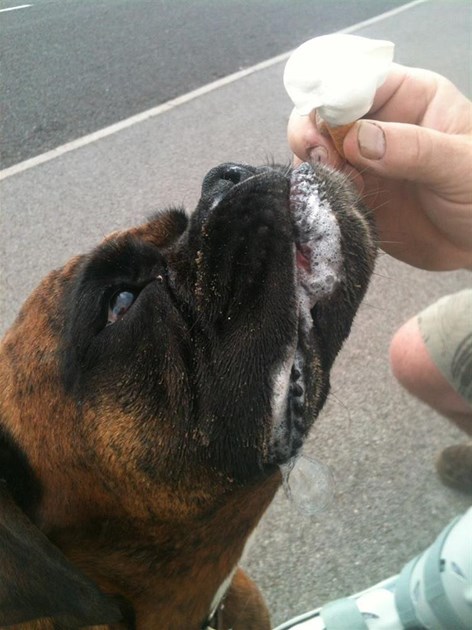 john fairhead is fundraising for Dogs Trust