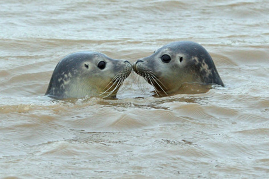 Lauren Tozer is fundraising for WWF-UK