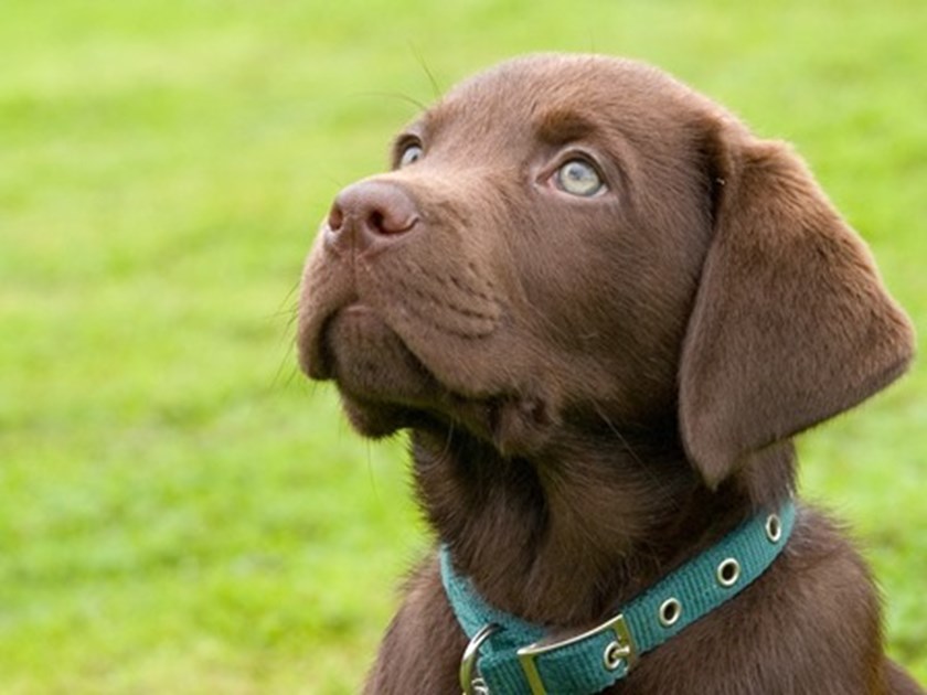 Dogs for Good is fundraising for Dogs For Good