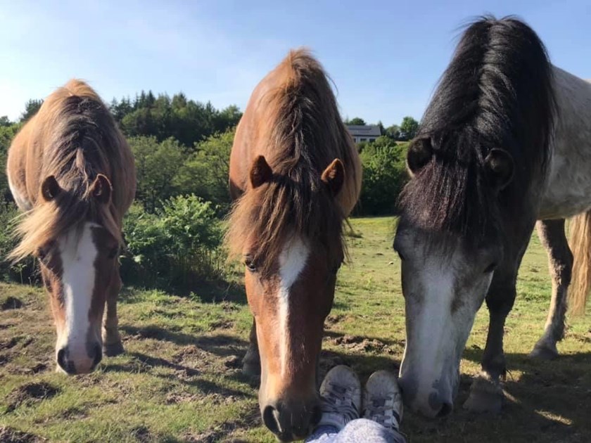 nia lewis is fundraising for Welsh Pony Rescue & Rehoming Charitable Trust