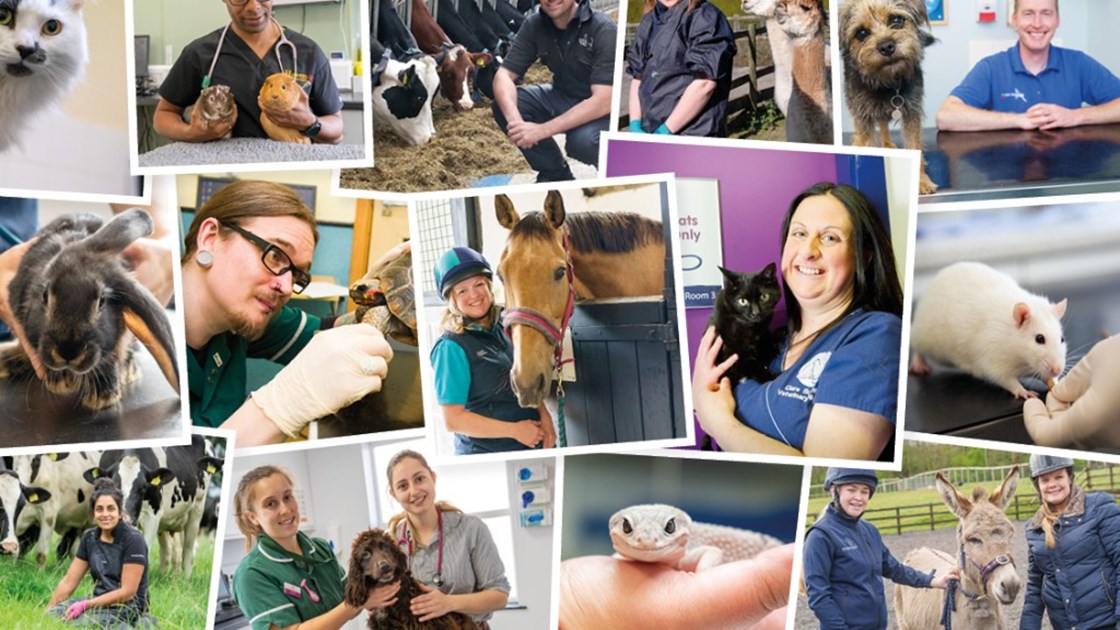 VetPartners UK is fundraising for The Gambia Horse And Donkey Trust
