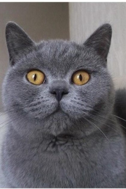 Carly Spinks is fundraising for RSPCA