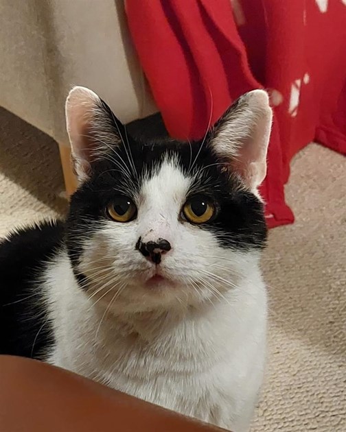 Amy Finch is fundraising for RSPCA South London Branch