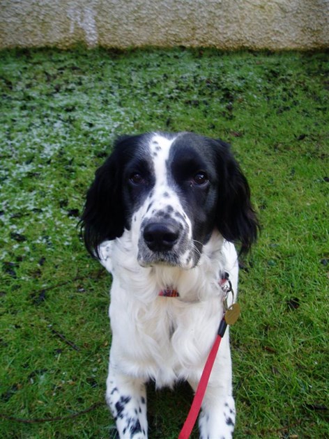 Springer Rescue Scotland is fundraising for Springer Rescue for Scotland