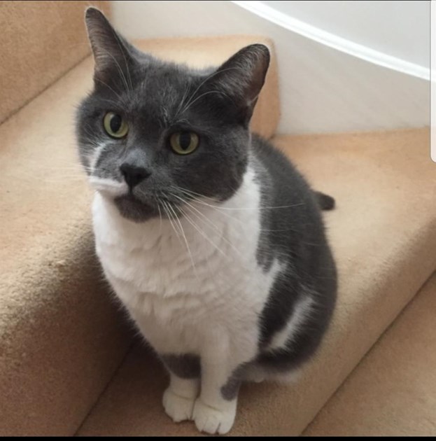 Frome Cats Protection is fundraising for Cats Protection