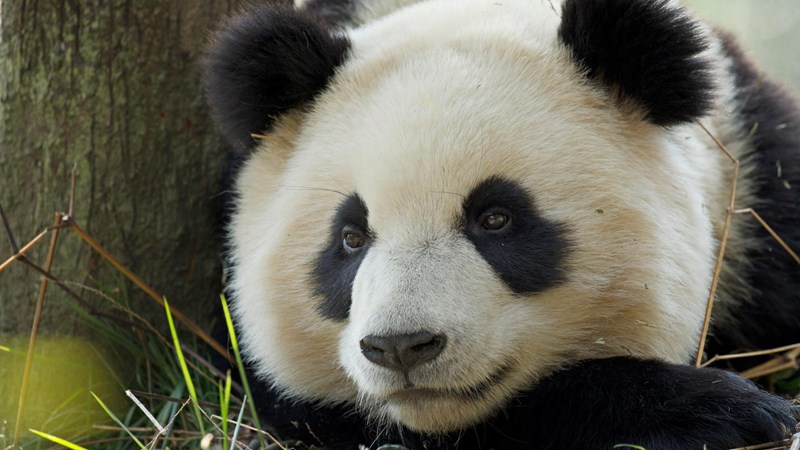 Esther Sharon is fundraising for WWF-UK