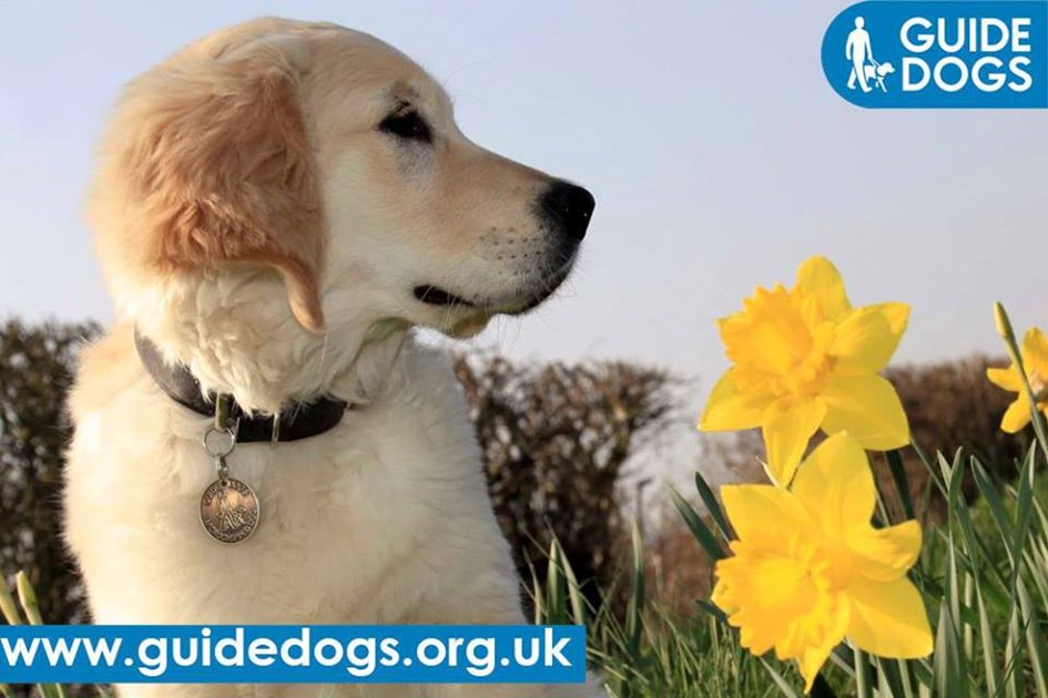 Helen Hill is fundraising for Guide Dogs