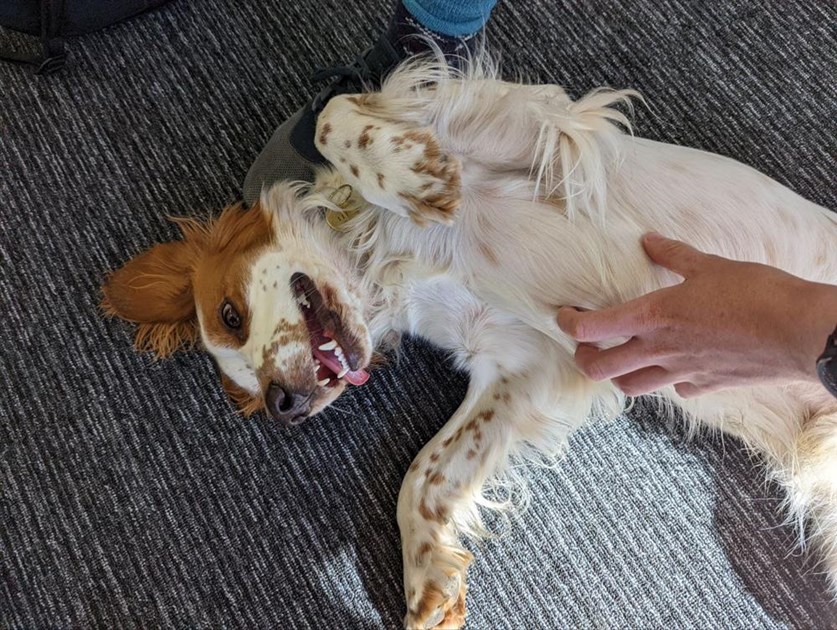 Steve Whatley is fundraising for Battersea