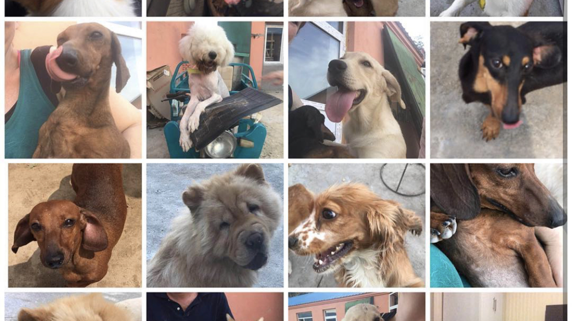 Adam Beattie is fundraising for Little China Dog Rescue