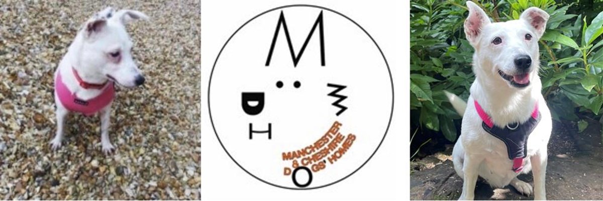 Charlotte Anthon is fundraising for MANCHESTER & CHESHIRE DOGS HOMES