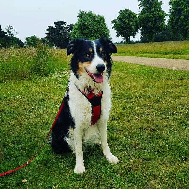 Miriam Howe is fundraising for Battersea