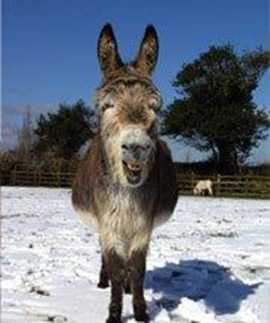 Donkey Sanctuary is fundraising for The Donkey Sanctuary