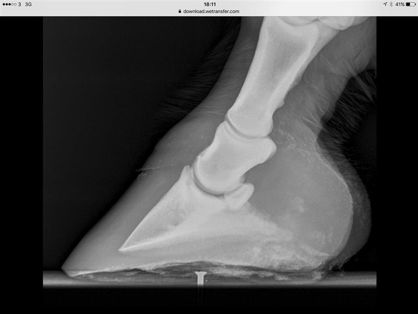 Carl Wain is fundraising for The Farriers Foundation