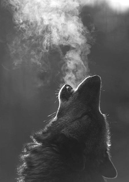 Steve Ashmore is fundraising for Alzheimer's Society