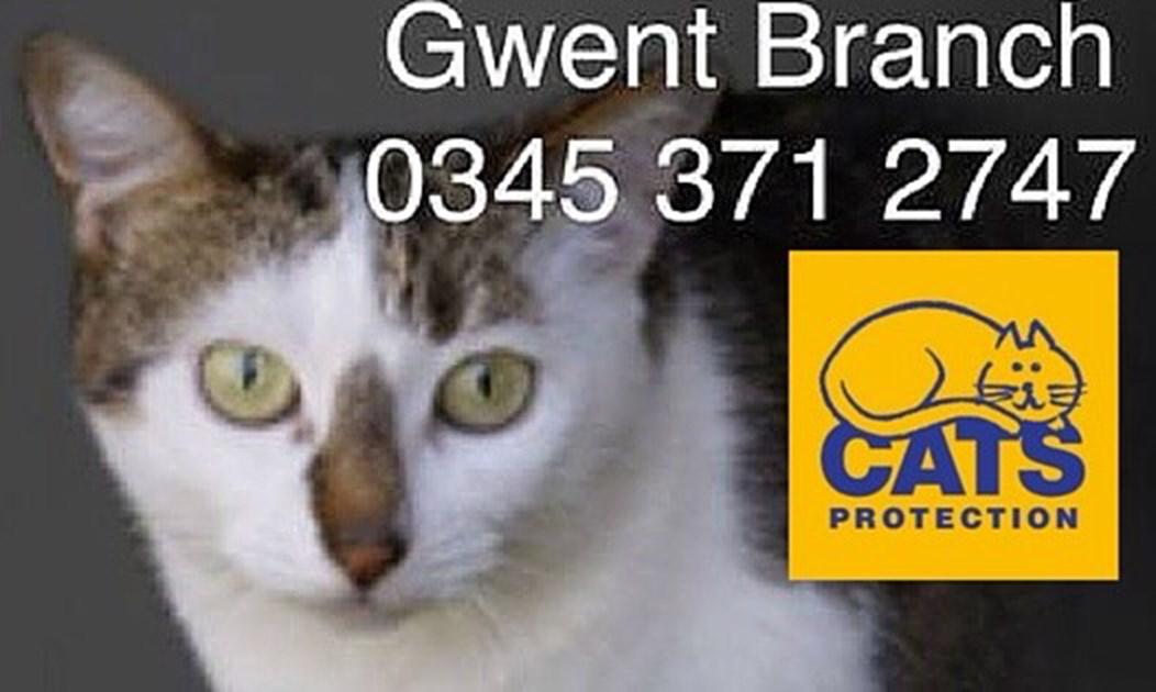 Gwent CatsProtection is fundraising for Cats Protection