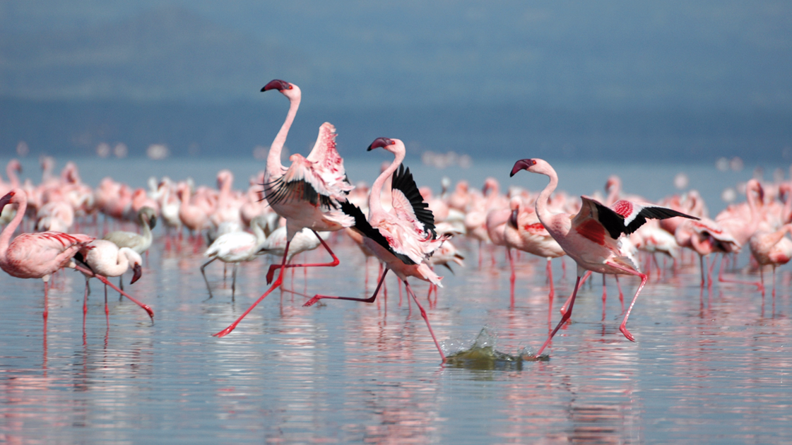 Michael Normington is fundraising for WWT