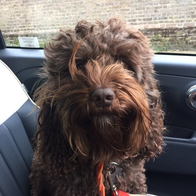 Emma Rosenblatt is fundraising for Target Ovarian Cancer