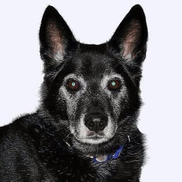 Zoe Hayward is fundraising for Pet Blood Bank UK