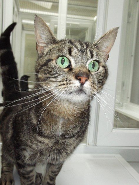 Myra Bracewell is fundraising for RSPCA Rochdale Branch