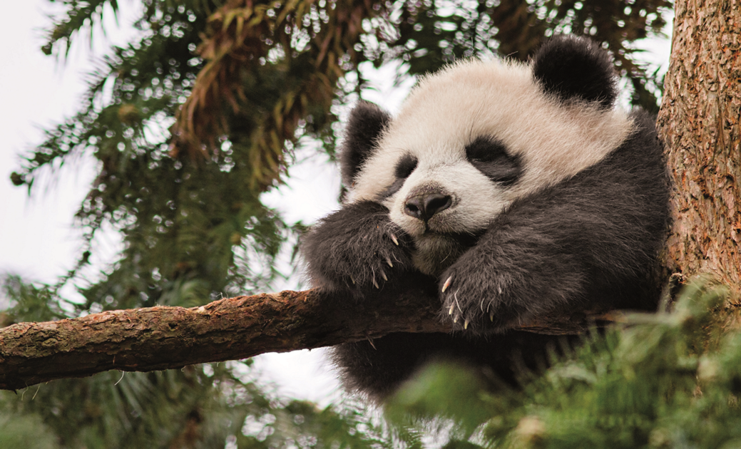 Claudia Gilbert is fundraising for WWF-UK