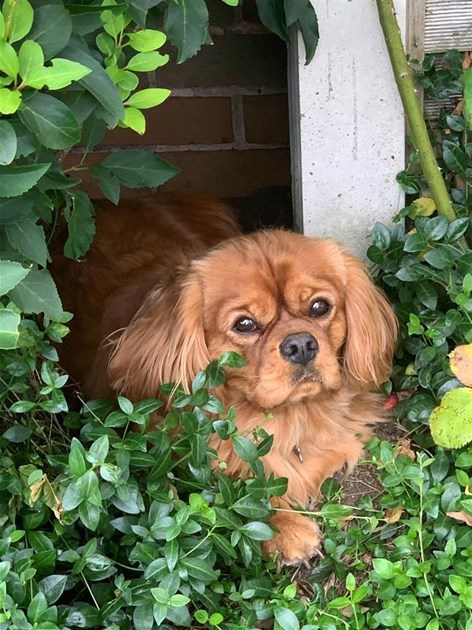 Andrew Goodliffe is fundraising for Battersea