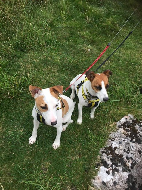 stephen sherratt is fundraising for Dogs Trust