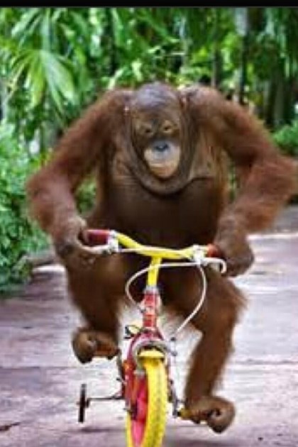 Ian Rimmer is fundraising for THE CHRISTIE CHARITY