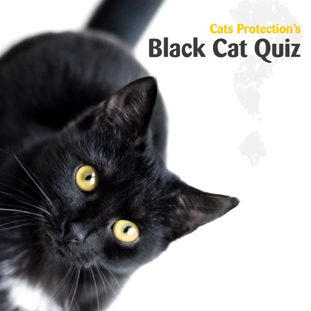 North West London Cats Protection is fundraising for Cats Protection