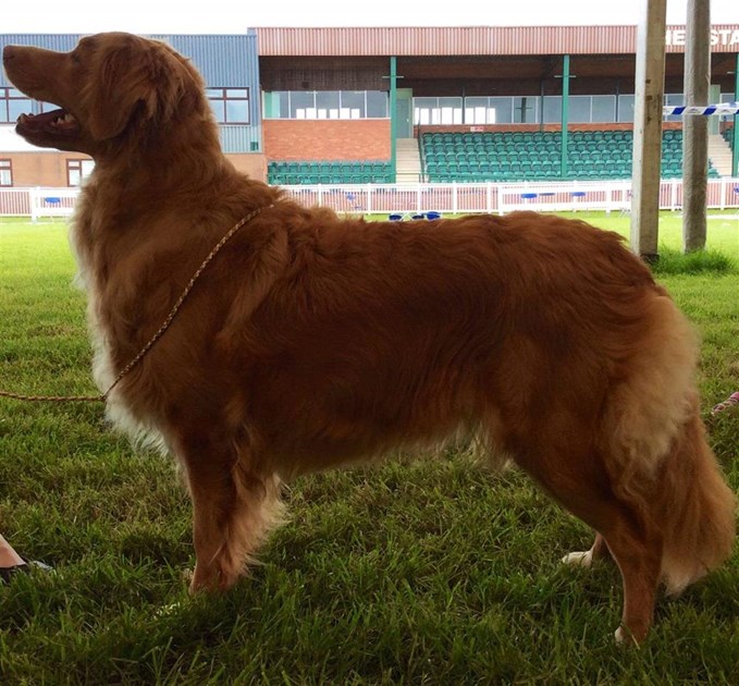 Sam Savory is fundraising for Battersea