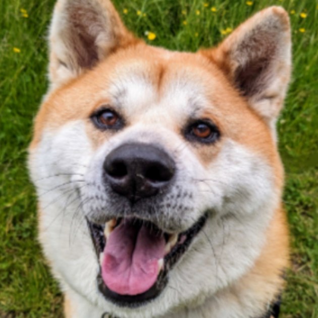 Connie Dixon is fundraising for The Demo Charity