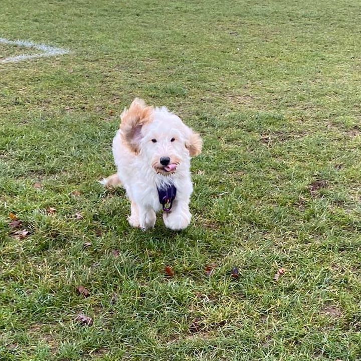 Jennie Williams is fundraising for Cancer Research UK