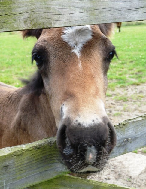 Patrick Pony is fundraising for The British Horse Society