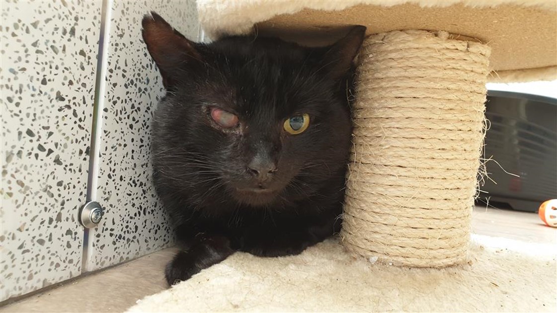 Little Paws Rescue is fundraising for Little Paws Rescue