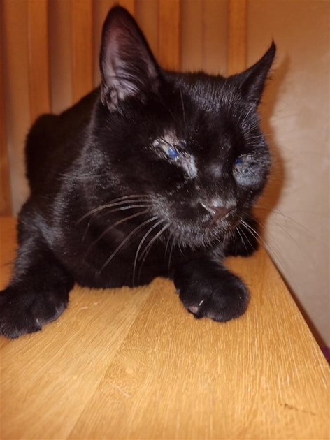 Gwent Cats Protection is fundraising for Cats Protection