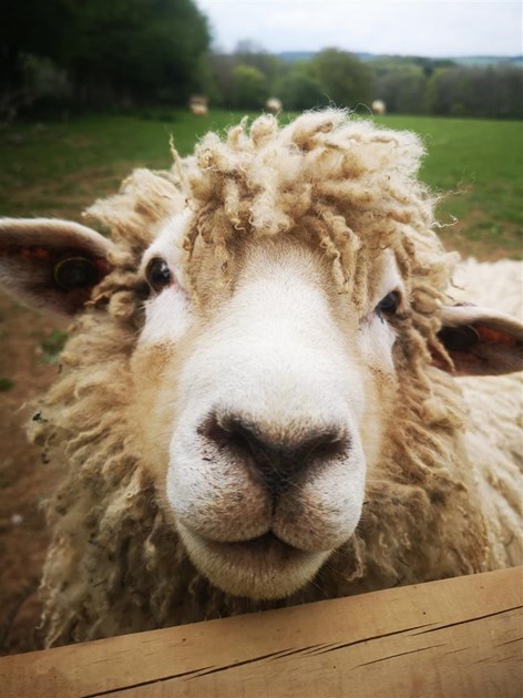 Joshua Montoro Bailes is fundraising for Dean Farm Trust