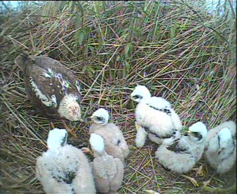 Nigel Middleton is fundraising for The Hawk and Owl Trust