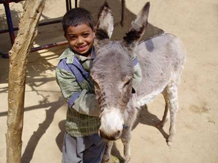 Sue Akehurst is fundraising for ACE (Animal Care in Egypt)