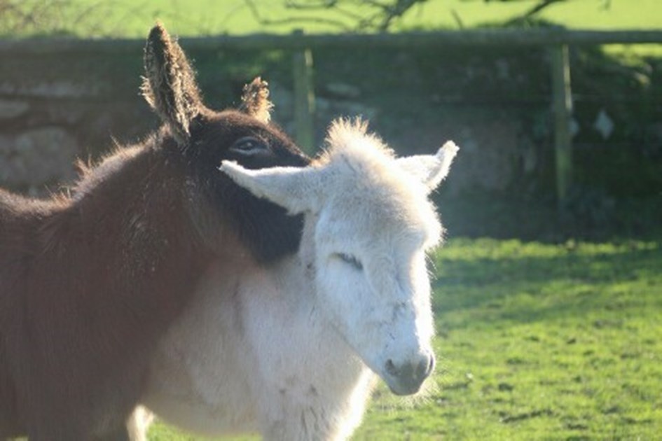 Claire billington is fundraising for The Flicka Foundation