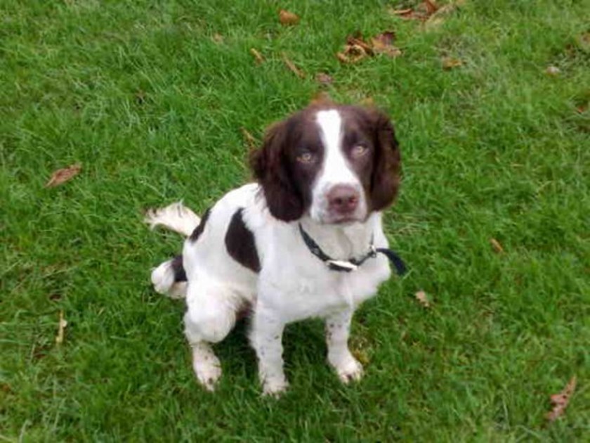 Michelle Duddy is fundraising for Dogs Trust