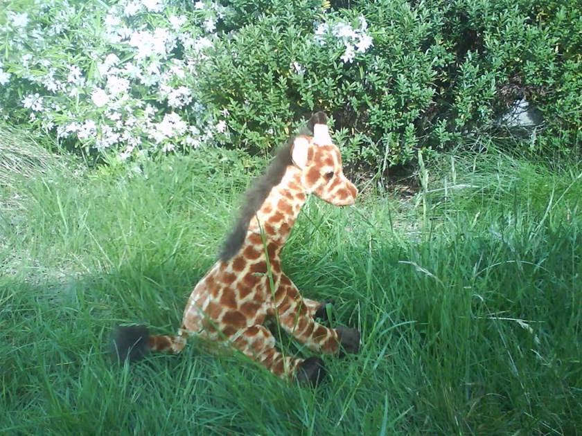 Evil Giraffe is fundraising for Rape Crisis England & Wales